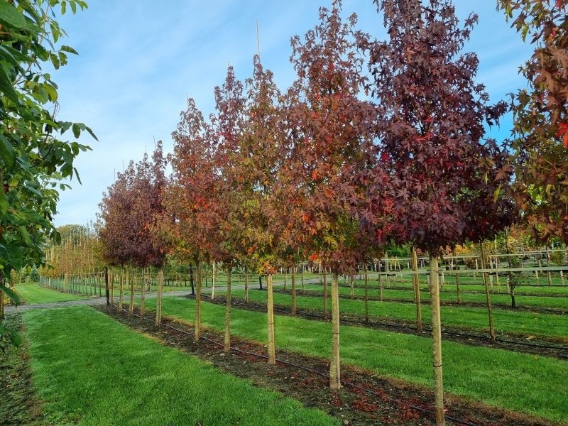 Amberboom 'Worplesdon', Liquidambar styraciflua 'Worplesdon' kopen